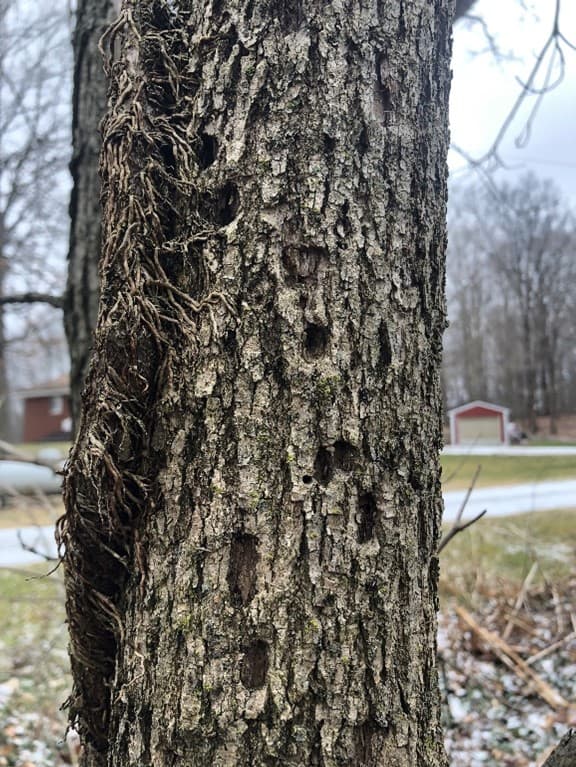 EAB Network